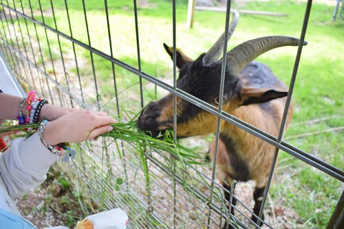 Die Kinder- und Jugendfarm Regensburg wird Teil der ejsa-Familie: EJSA ...